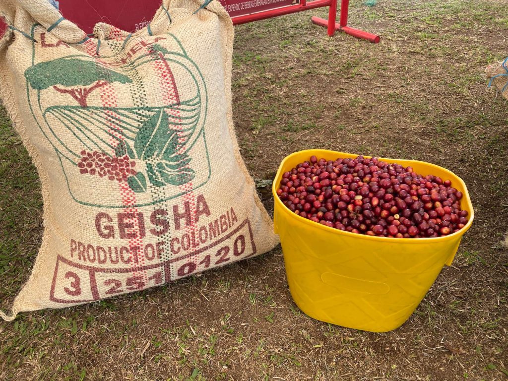 Geisha Variety Coffee | Colombian Coffee | Cafe La Rochela