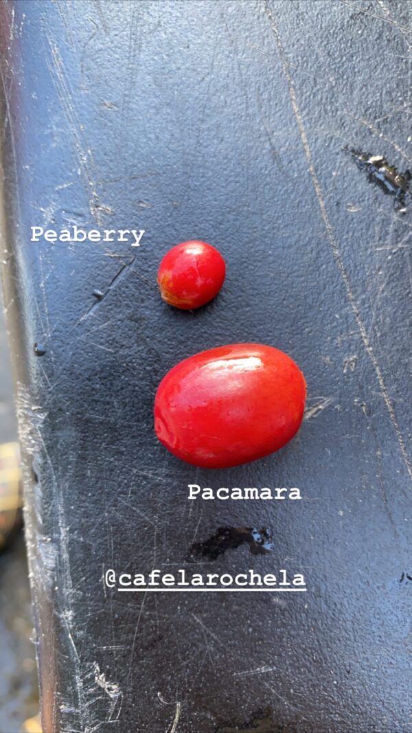 Pacamara Natural | Colombian Coffee | Cafe La Rochela